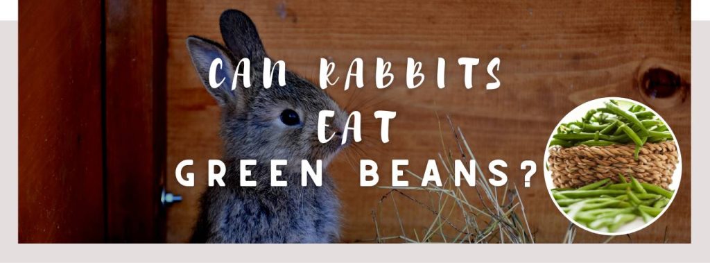 ᐅ Can Rabbits Eat Green Beans? | Toxic or Healthy