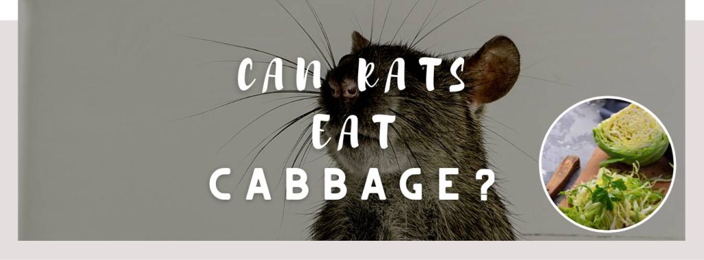 ᐅ Can Rats Eat Cabbage? | Toxic or Healthy
