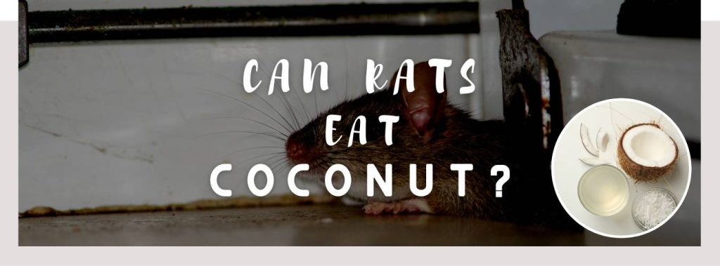 ᐅ Can Rats Eat Coconut? | Toxic or Healthy