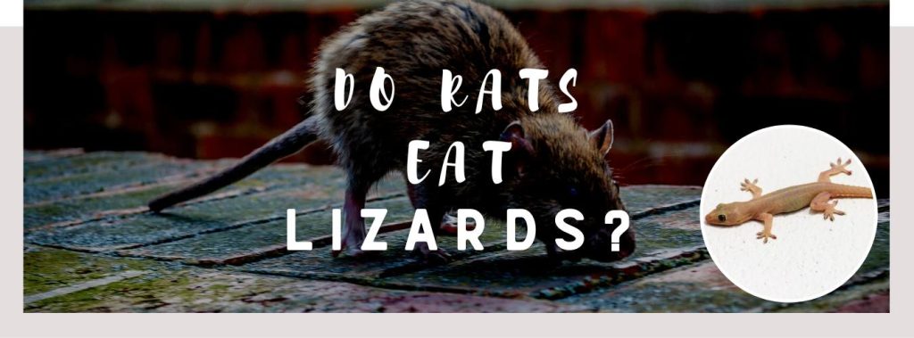 ᐅ Do Rats Eat Lizards? | Toxic or Healthy
