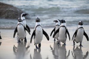 ᐅ Do Leopard Seals Eat Penguins? | Prey and Predator