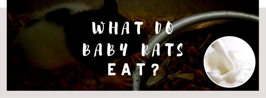 ᐅ What Do Baby Rats Eat? | Toxic or Healthy