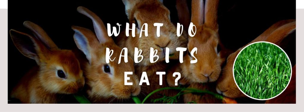 ᐅ What Do Rabbits Eat? | Understanding their Diet