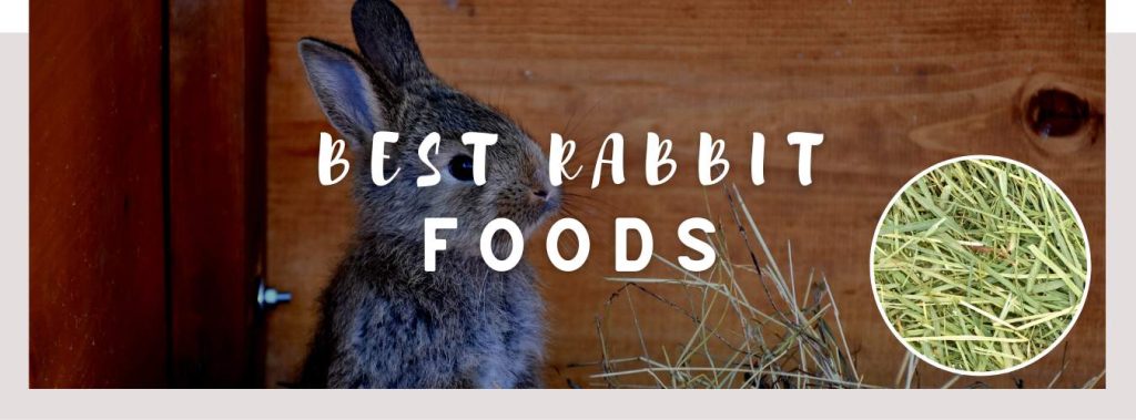 ᐅ Best Rabbit Foods | A Comprehensive Guide