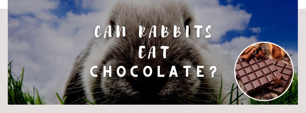 ᐅ Can Rabbits Eat Chocolate? | Toxic or Healthy