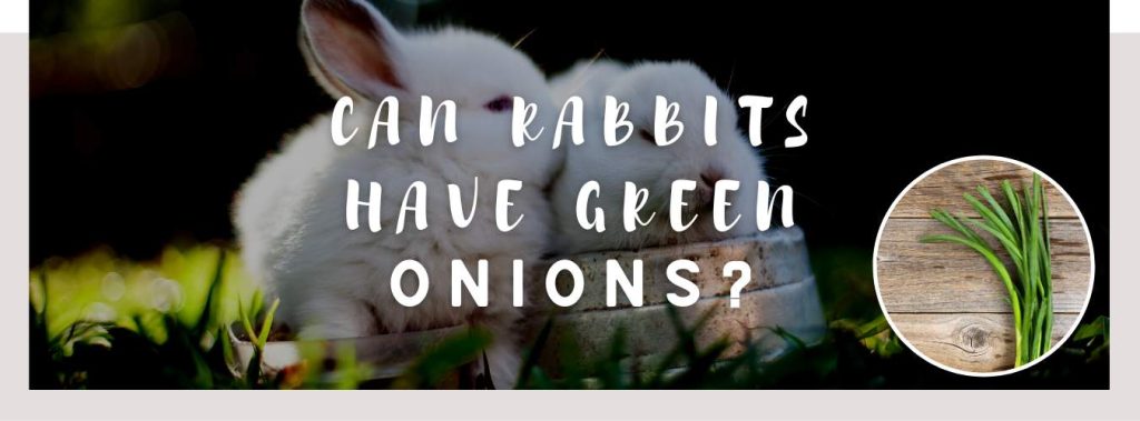 ᐅ Can Rabbits Eat Green Onions? | Toxic or Healthy