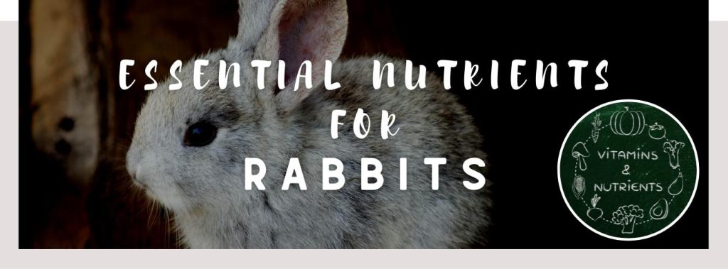 ᐅ Essential Nutrients for Rabbits | Useful For Your Pet