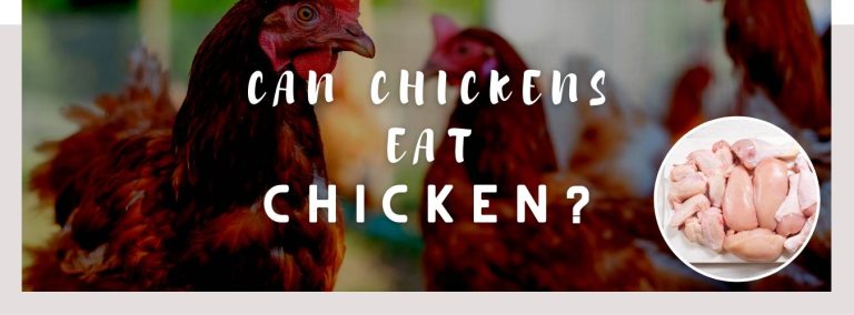 ᐅ Can Chickens Eat Chicken? | Toxic or Healthy