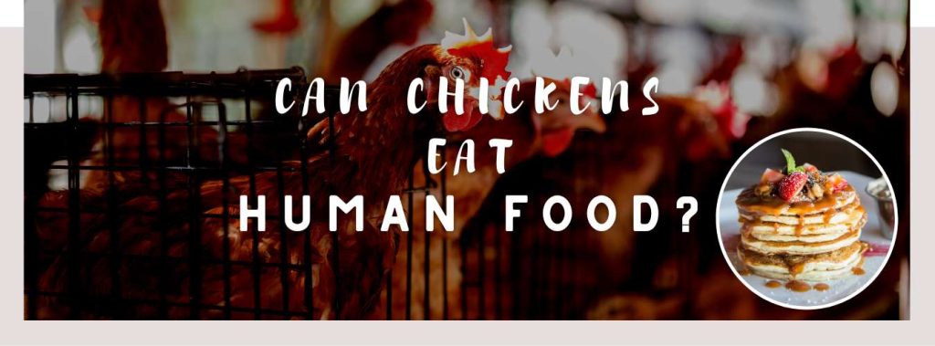 ᐅ Can Chickens Eat Human Food? | Toxic or Healthy