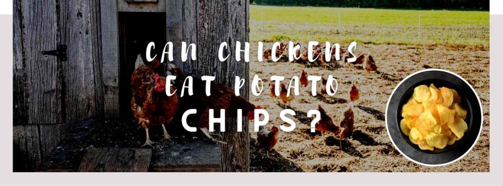 ᐅ Can Chickens Eat Potato Chips? | Toxic or Healthy